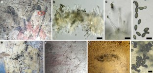 Molecular assessment of fungi in ‘‘black spots’’ that deface murals in ...
