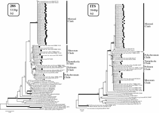 Molecular assessment of fungi in ‘‘black spots’’ that deface murals in ...