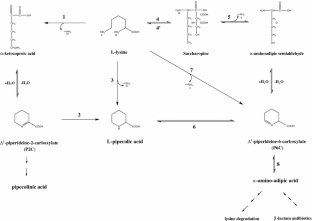 Pipecolic acid in microbes: biosynthetic routes and enzymes | SpringerLink