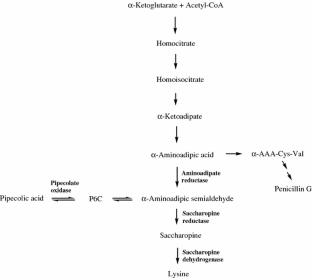 Pipecolic acid in microbes: biosynthetic routes and enzymes | SpringerLink
