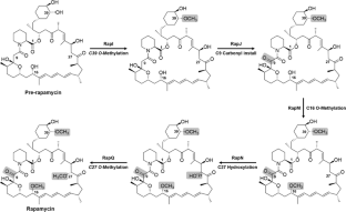 An overview of rapamycin: from discovery to future perspectives ...