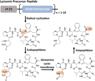 Recent advances in the biosynthesis of RiPPs from multicore-containing ...