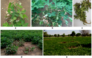 Association and characterization of the Fusarium incarnatum–F. equiseti ...