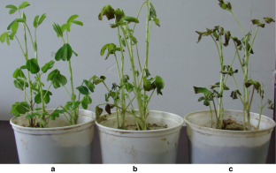 Association and characterization of the Fusarium incarnatum–F. equiseti ...