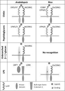 MAMP-triggered plant immunity mediated by the LysM-receptor kinase ...