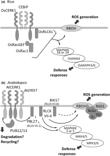 MAMP-triggered plant immunity mediated by the LysM-receptor kinase ...