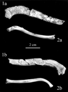Preliminary analysis of Nacholapithecus scapula and clavicle from ...