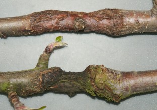 Biology and control of the apple canker fungus Neonectria ditissima ...