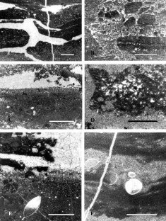 Characteristics of peritidal facies and evidences for subaerial ...