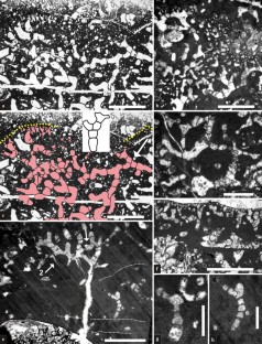 New insights into Lithocodium aggregatum Elliott 1956 and Bacinella ...