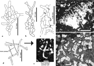 New insights into Lithocodium aggregatum Elliott 1956 and Bacinella ...
