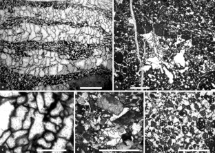 New insights into Lithocodium aggregatum Elliott 1956 and Bacinella ...