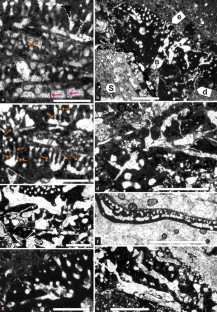 New insights into Lithocodium aggregatum Elliott 1956 and Bacinella ...