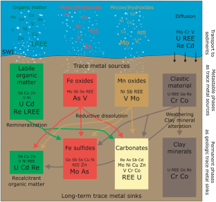 The behavior of trace elements in seawater, sedimentary pore water, and ...