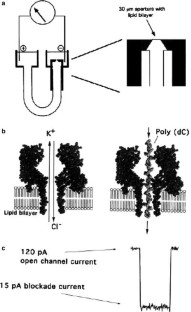 Nanofluidics: what is it and what can we expect from it? | SpringerLink