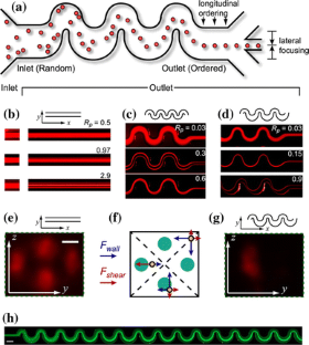 Particle focusing in microfluidic devices | SpringerLink