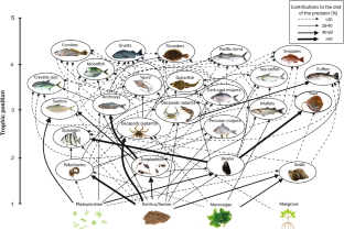Food web structure of a subtropical coastal lagoon | SpringerLink
