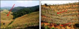 Rubber intercropping: a viable concept for the 21st century? | SpringerLink