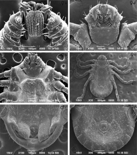 Identification and characterization of Rhipicephalus ( Boophilus ...