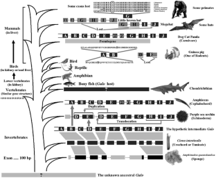 Conserved or Lost: Molecular Evolution of the Key Gene GULO in ...
