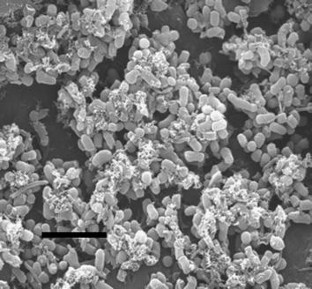 Biofilm formation and partial biodegradation of polystyrene by the ...