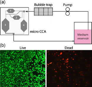 Prevention of air bubble formation in a microfluidic perfusion cell ...