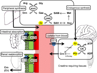 X-linked creatine transporter deficiency: clinical aspects and ...