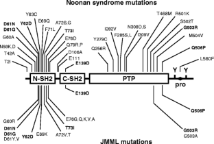 The tyrosine phosphatase Shp2 ( PTPN11 ) in cancer | SpringerLink