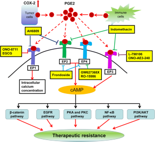 The roles of the COX2/PGE2/EP axis in therapeutic resistance | SpringerLink
