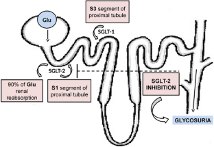 The Effect of Sodium-Glucose Co-transporter-2 (SGLT-2) Inhibitors on ...