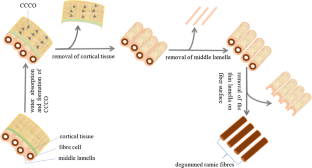 Visual degumming process of ramie fiber using a microbial consortium ...