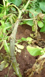 Pectobacterium carotovorum subsp. brasiliensis causing blackleg on ...