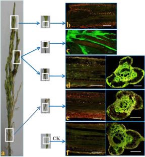 Infection processes of Ustilaginoidea virens during artificial ...