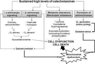 Pathophysiological mechanisms of catecholamine and cocaine-mediated ...