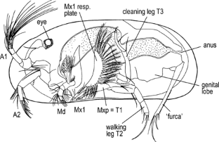 On the origin of the putative furca of the Ostracoda (Crustacea ...