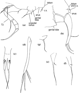 On the origin of the putative furca of the Ostracoda (Crustacea ...