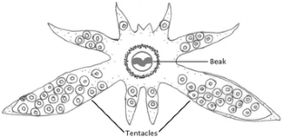 Beak development of early squid paralarvae (Cephalopoda: Teuthoidea ...