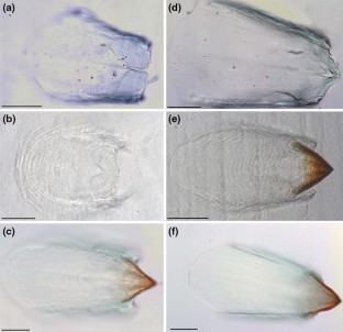 Beak development of early squid paralarvae (Cephalopoda: Teuthoidea ...