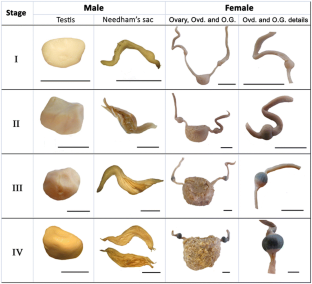 Gonadal development and reproductive strategies of the tropical octopus ...
