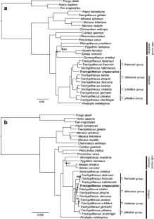 The Hybrid Origin of the Indochinese Gray Langur Trachypithecus ...