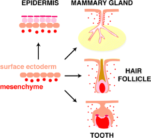 The Mammary Bud as a Skin Appendage: Unique and Shared Aspects of ...