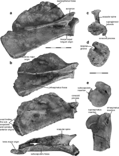 Postcranial Analysis of a Carnivoran-Like Archaic Ungulate: The Case of ...