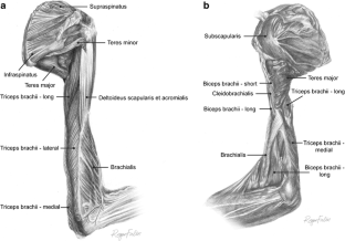 Architectural Properties of Sloth Forelimb Muscles (Pilosa ...