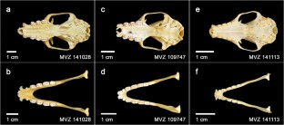Dental Variation in Megabats (Chiroptera: Pteropodidae): Tooth Metrics ...