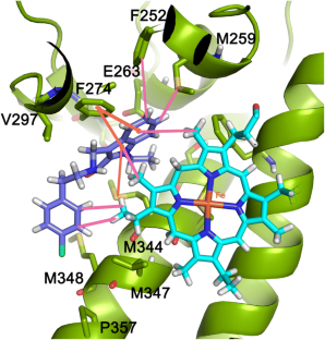 Targeting the menaquinol binding loop of mycobacterial cytochrome bd ...