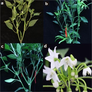 Mapping and identifying candidate genes involved in the novel ...