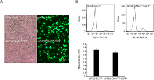 Construction of an expression vector mediated by the dual promoter for ...