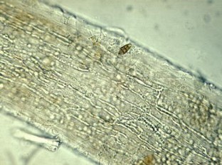 Dermatophytoses in Animals | SpringerLink