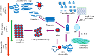 A review on virus protein self-assembly | SpringerLink