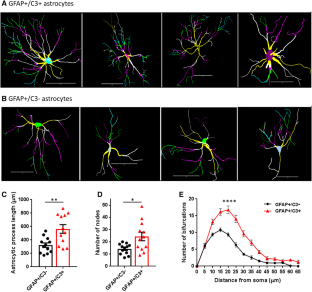 Inflammation in Traumatic Brain Injury: Roles for Toxic A1 Astrocytes ...